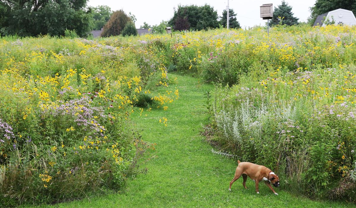 After 3 years, prairie planting is awash in life, color | Home & Garden ...
