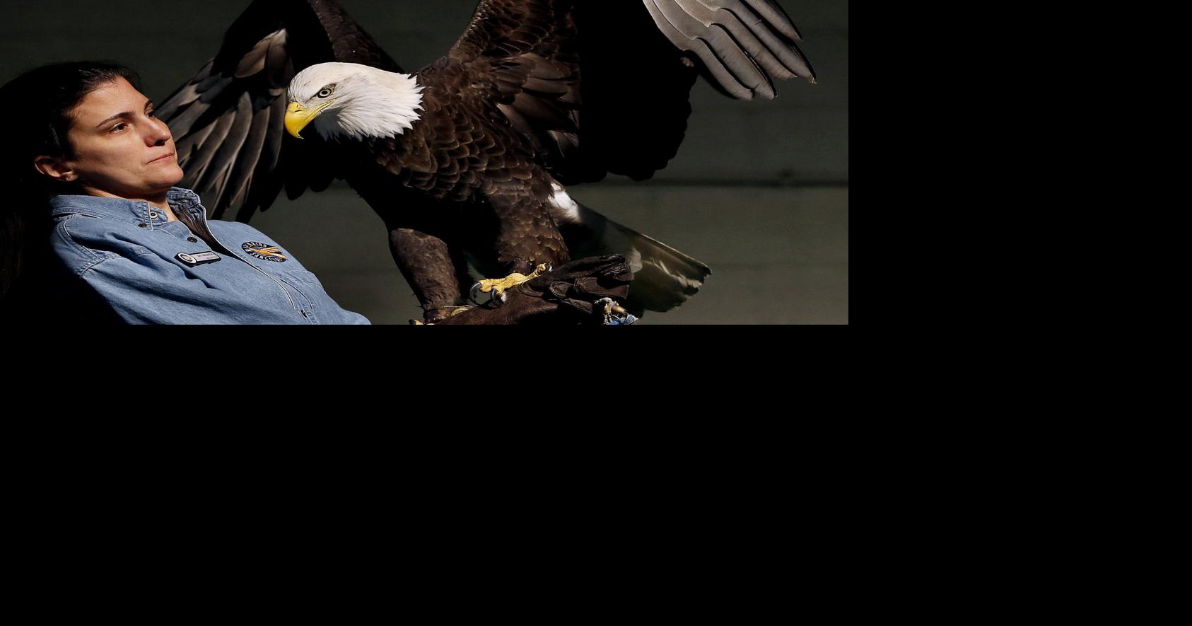10 things to know about Bald Eagle Days at the Expo Center