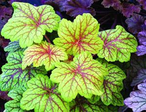 Heucheras, the new hosta