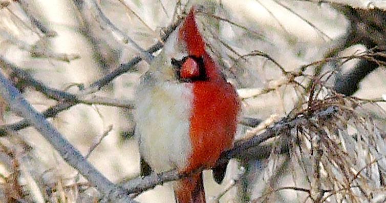 Rare cardinal sighting renews interest in work by local researchers
