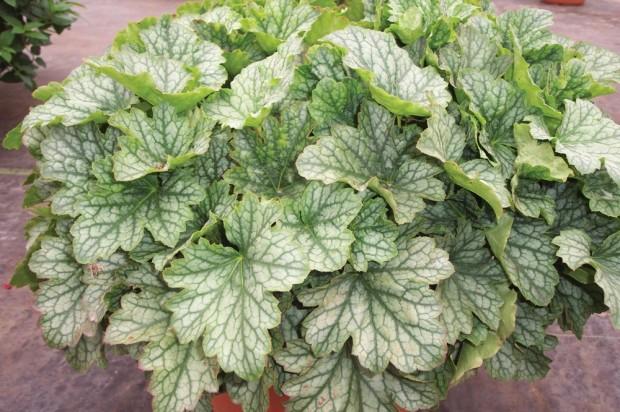 Heucheras, the new hosta