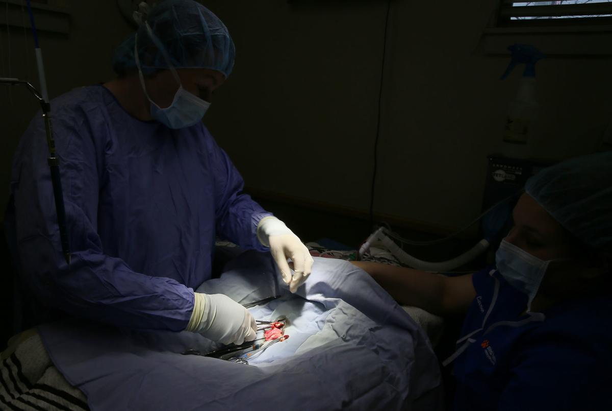 Spaying and neutering, even for skunks and other small critters ...