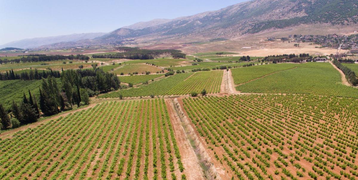 Bottled Up: Area undiscovered: Beqaa Valley
