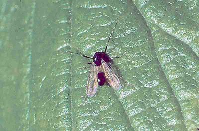 Buffalo gnats swarm, attack near rivers | Local News | qctimes.com