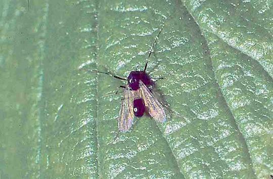 Buffalo gnats swarm, attack near rivers