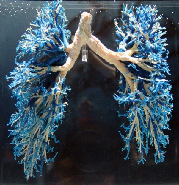 "Bodies Revealed" exhibit