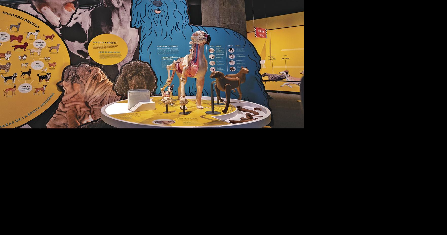 Arizona Science Center exhibit explores puppy love | Getout ...