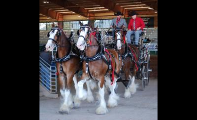 Draft horses rode through QC for love, not money | News ...
