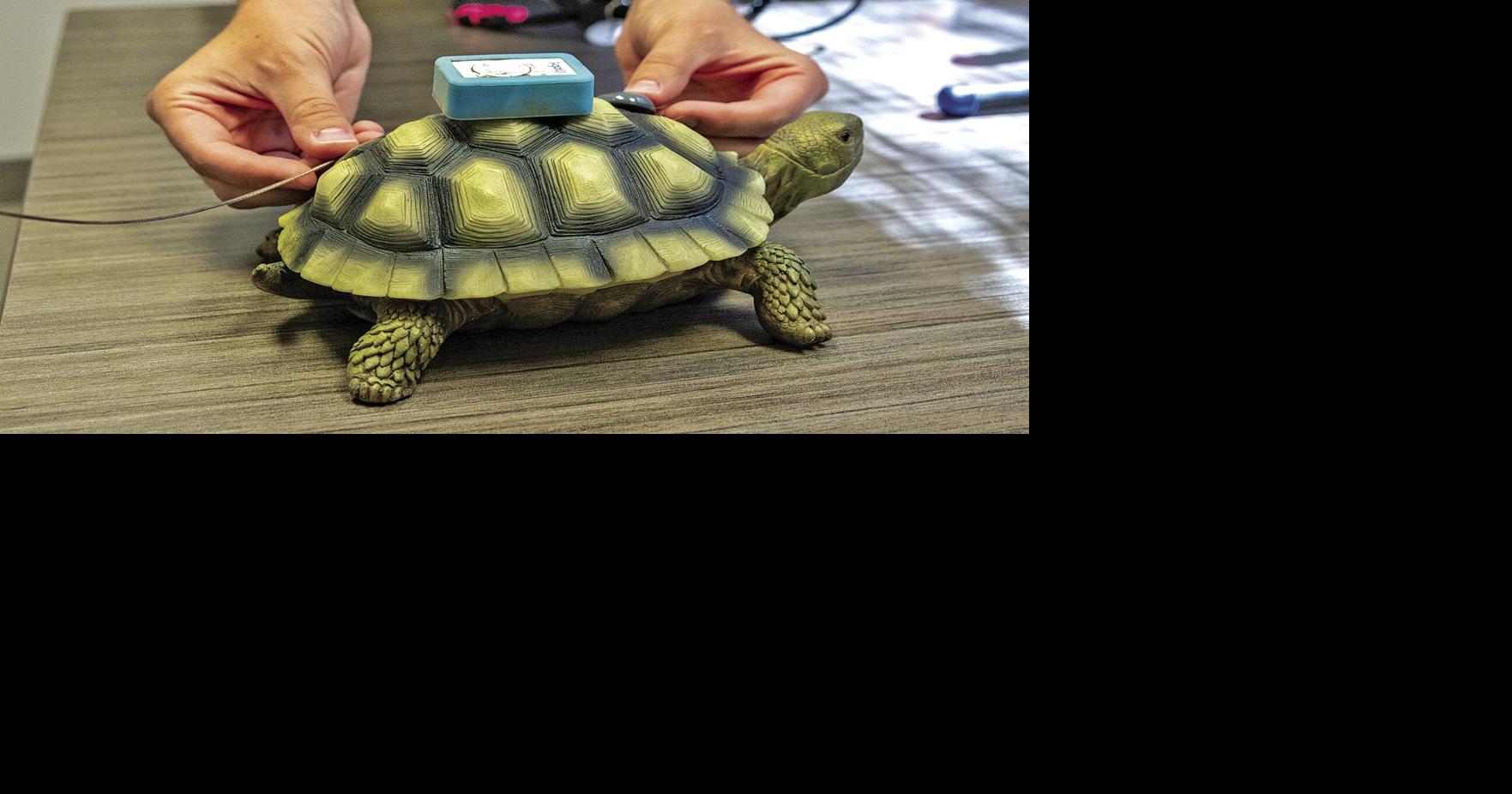 Researchers use GPS to track Sonoran desert tortoises | News ...