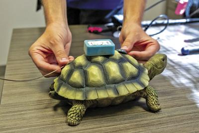 Researchers use GPS to track Sonoran desert tortoises | News ...