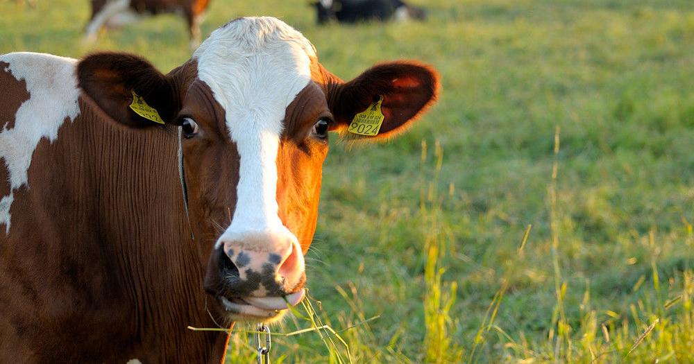 Weird Hobbies: Mooing | Satire | raiderstudentmedia.com