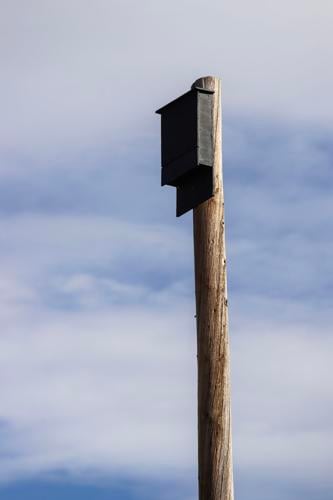 Bat observation area creates a unique experience in Makoshika State ...