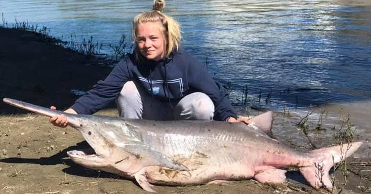 New paddlefish regulation prohibits snagging in the Intake fish bypass ...