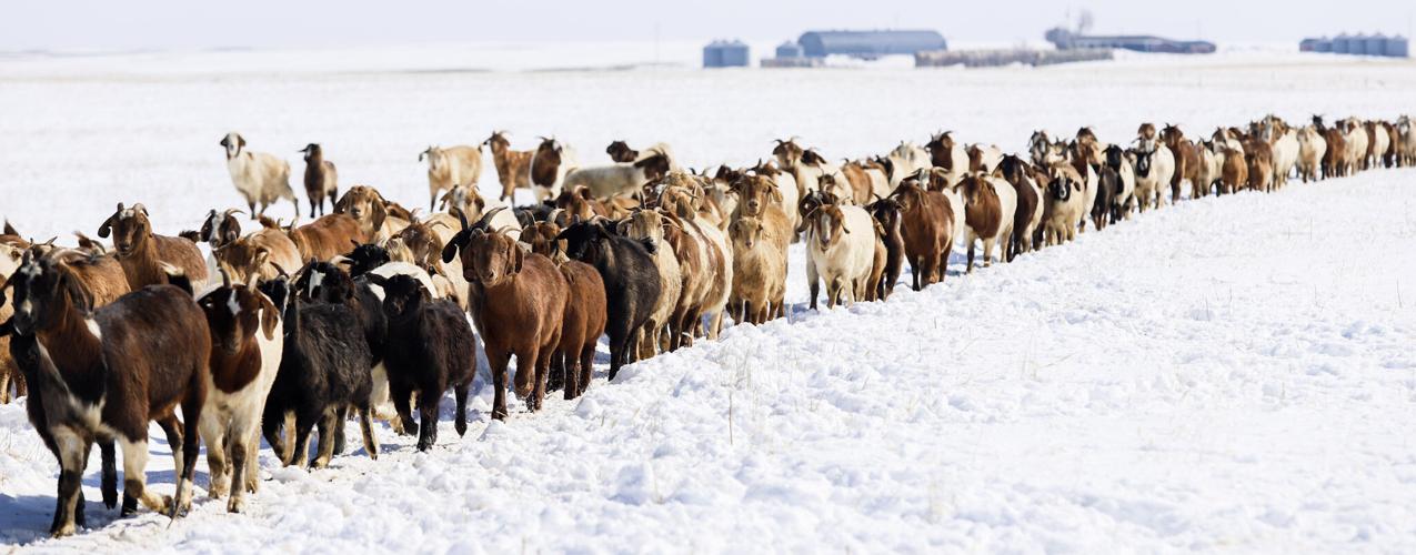Bloomfield rancher fights through challenges as he establishes his goat ...