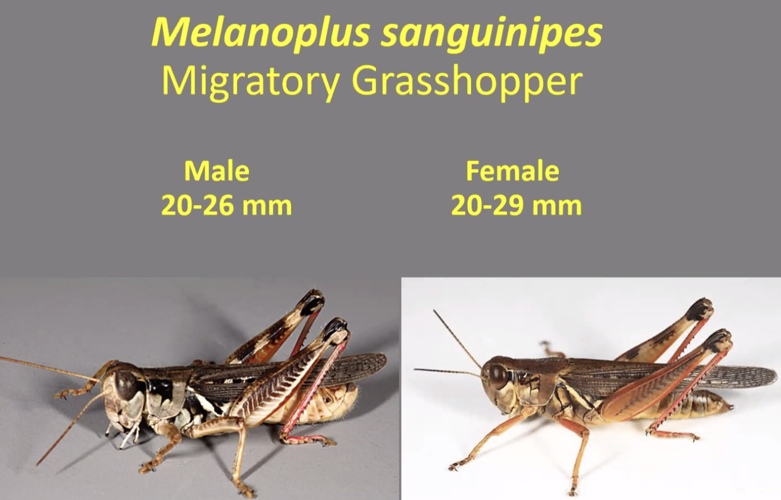 Montana Stockgrowers Association promoting pest control resources ahead ...