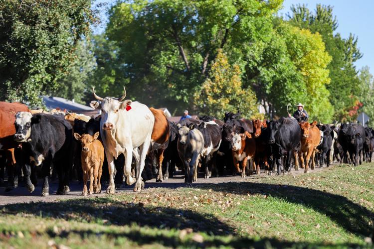 Sunday (Cattle) Drive | News | rangerreview.com