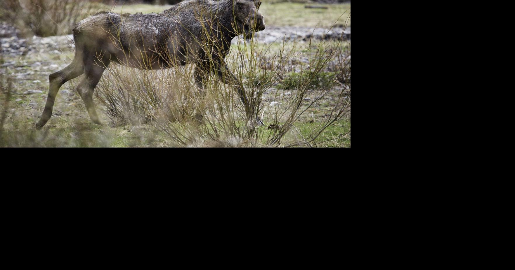 Roadkill ‘salvager’ draws rebukes quartering moose near Jackson Hole ...
