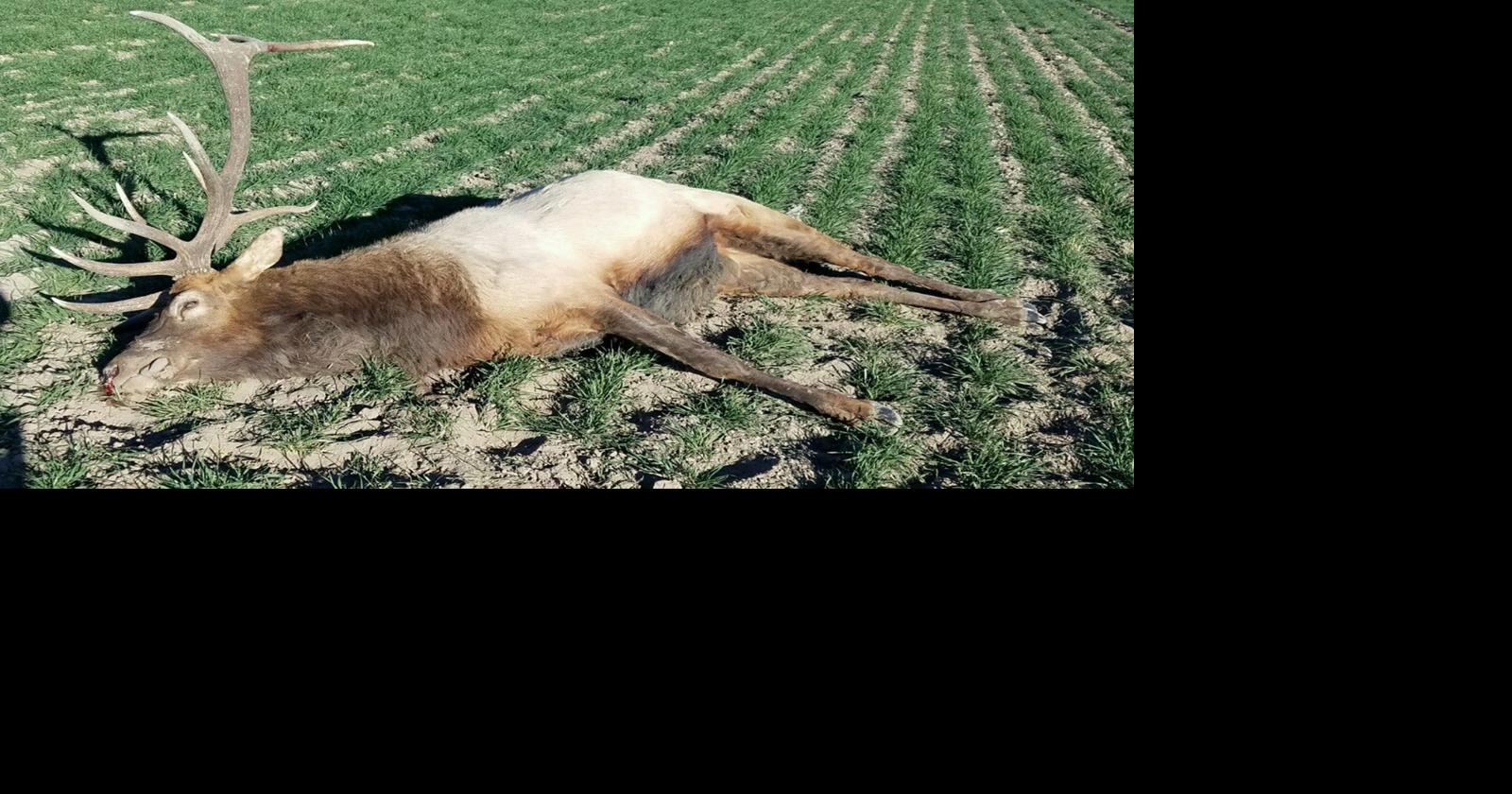 Unlawful killings hamper the hunting season