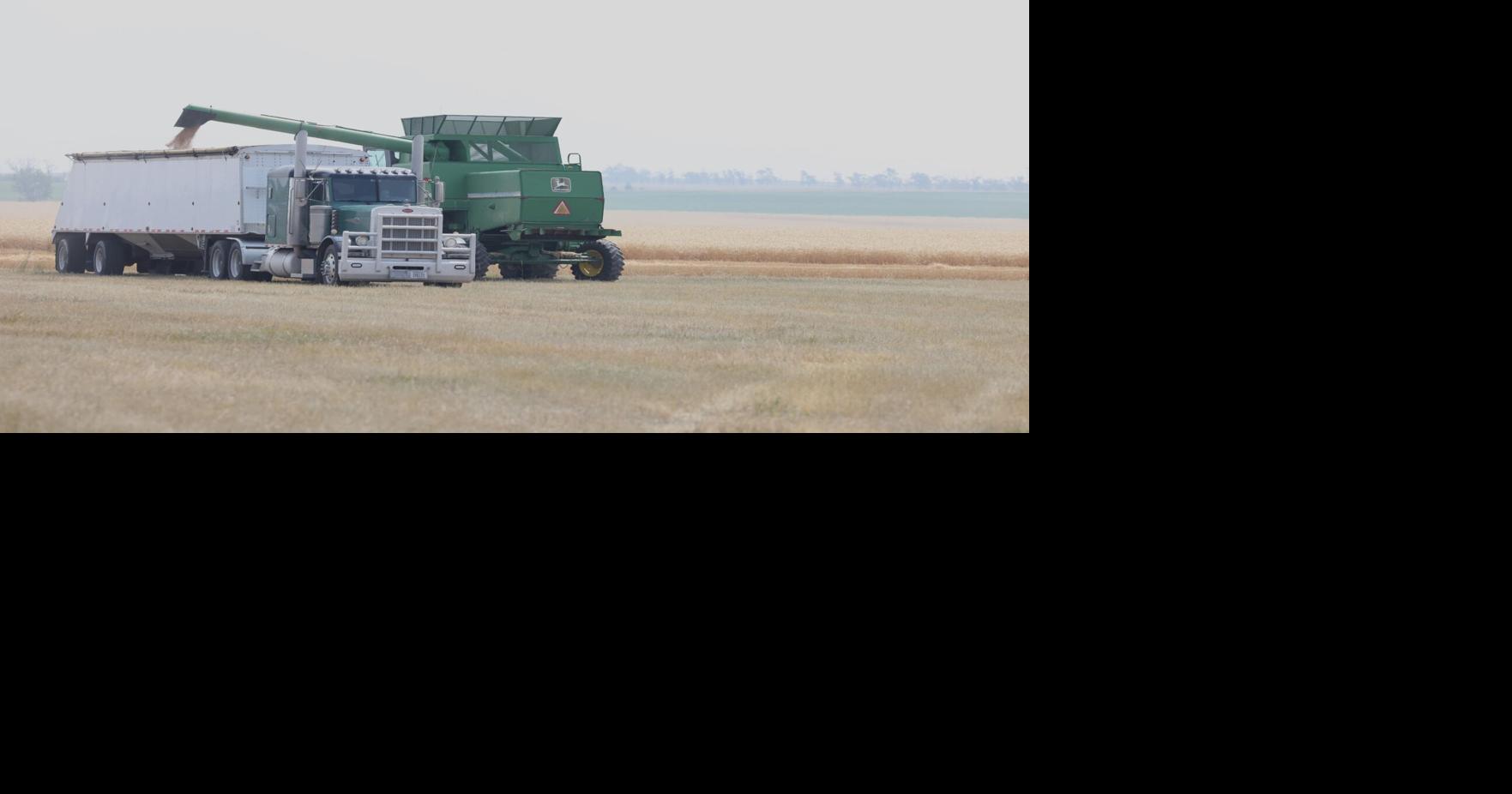 Wheat harvest coming in above average