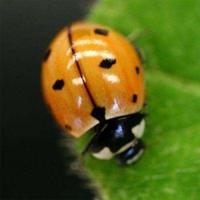 Citizen scientists asked to search for rare ladybugs