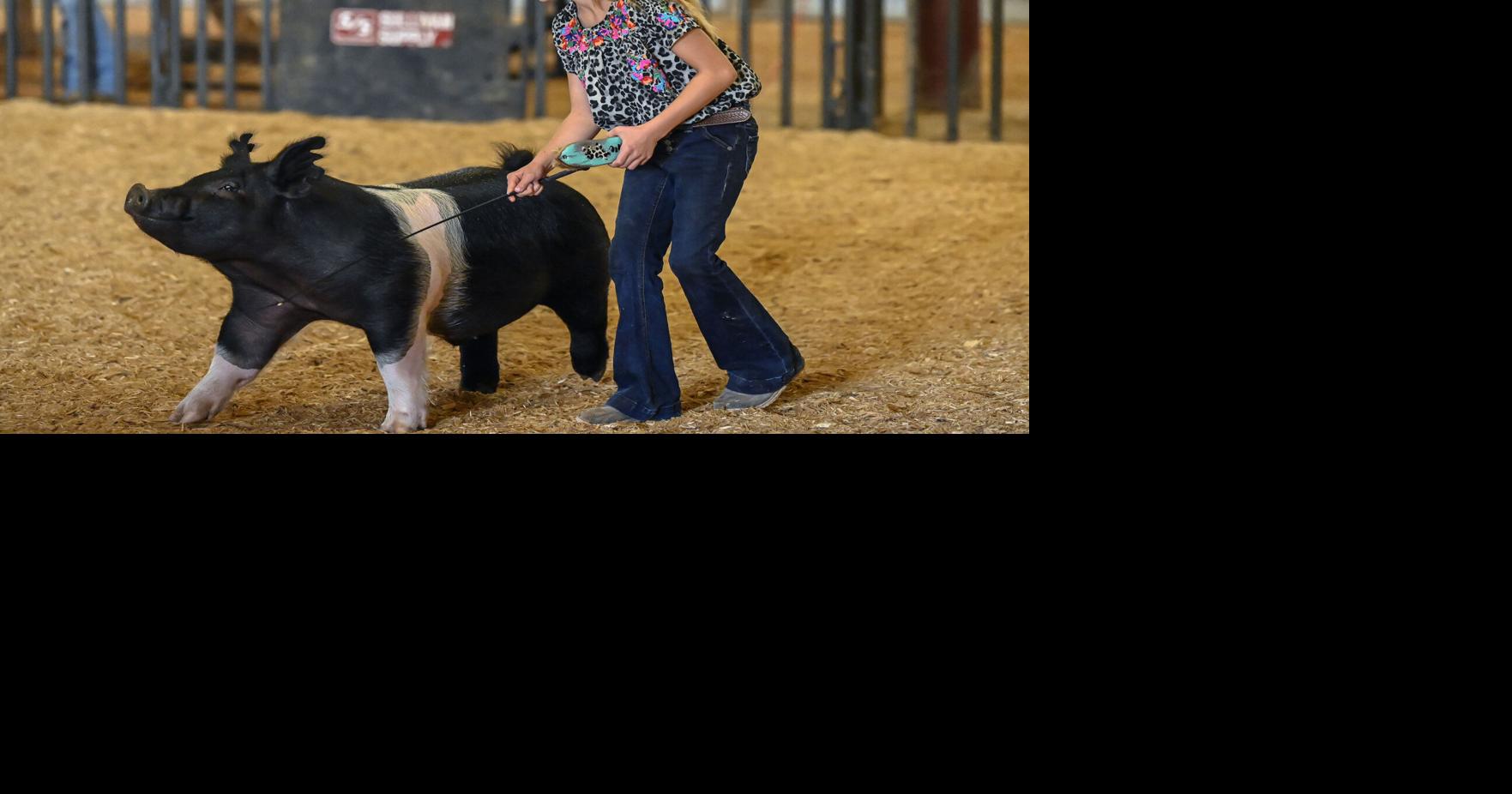 Kids, pigs compete in Central States Fair youth livestock show