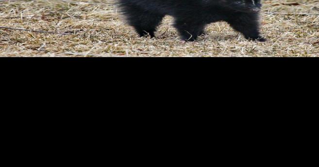 Skunk attacks and bites Sturgis woman who now faces rabies shots