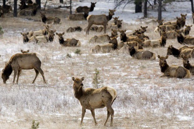 More elk licenses proposed, but majority are antlerless tags