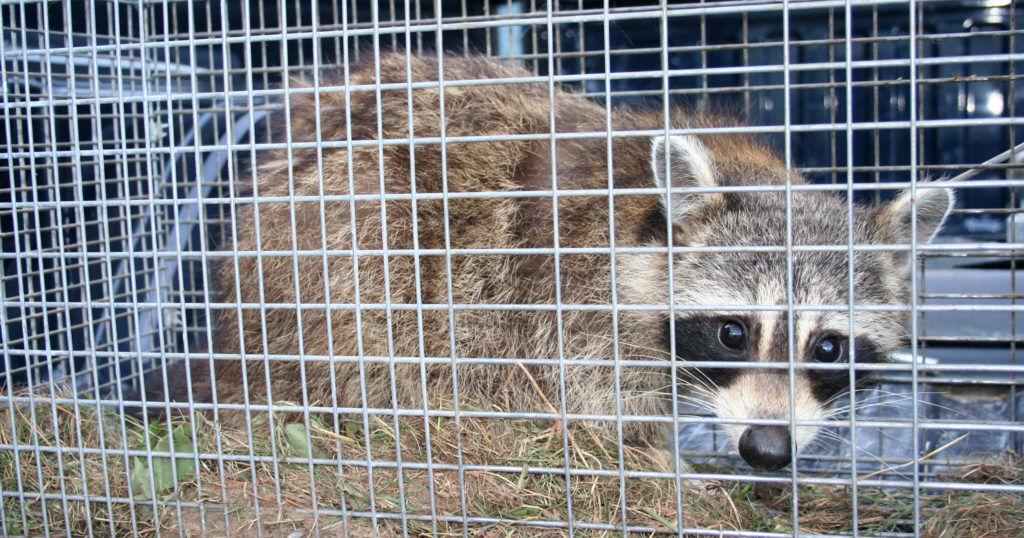 State's bounty program kills 134,000 animals in three years