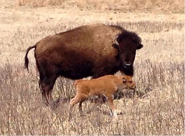 Bison calving season winding down at Custer State Park