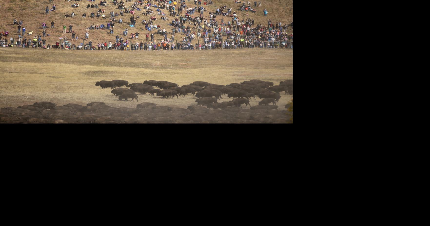 Thousands attend buffalo roundup at Custer State Park