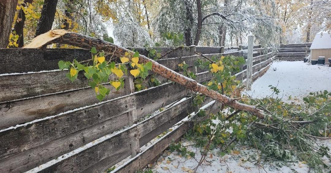 Downed tree limbs, branches won’t be picked up unless bagged, city says