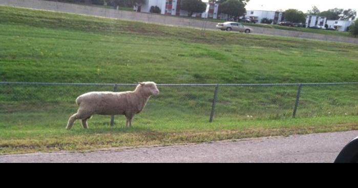 Wayward sheep spotted in north Rapid City