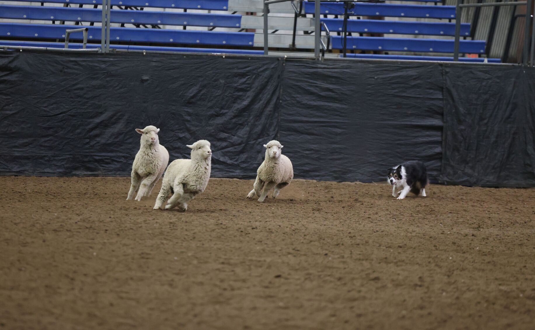 PHOTO: Black Hills Stock Show & Rodeo sheep dog trials