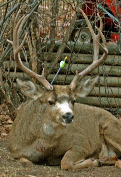 Mule deer mystery solved: time frame cleared up | News ... Mule deer mystery solved: time frame cleared up | News ...