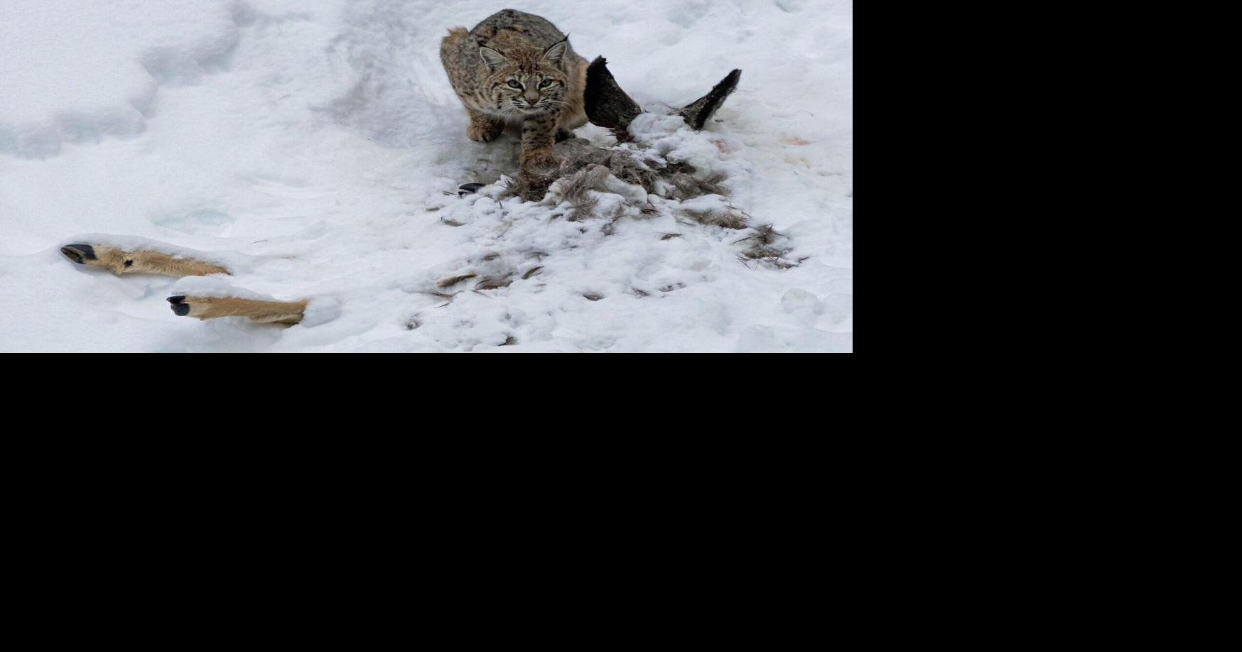 South Dakota bobcat hunting season begins Dec. 26
