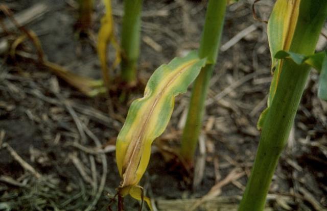 Potassium deficient corn caused by extremely dry soil in South Dakota