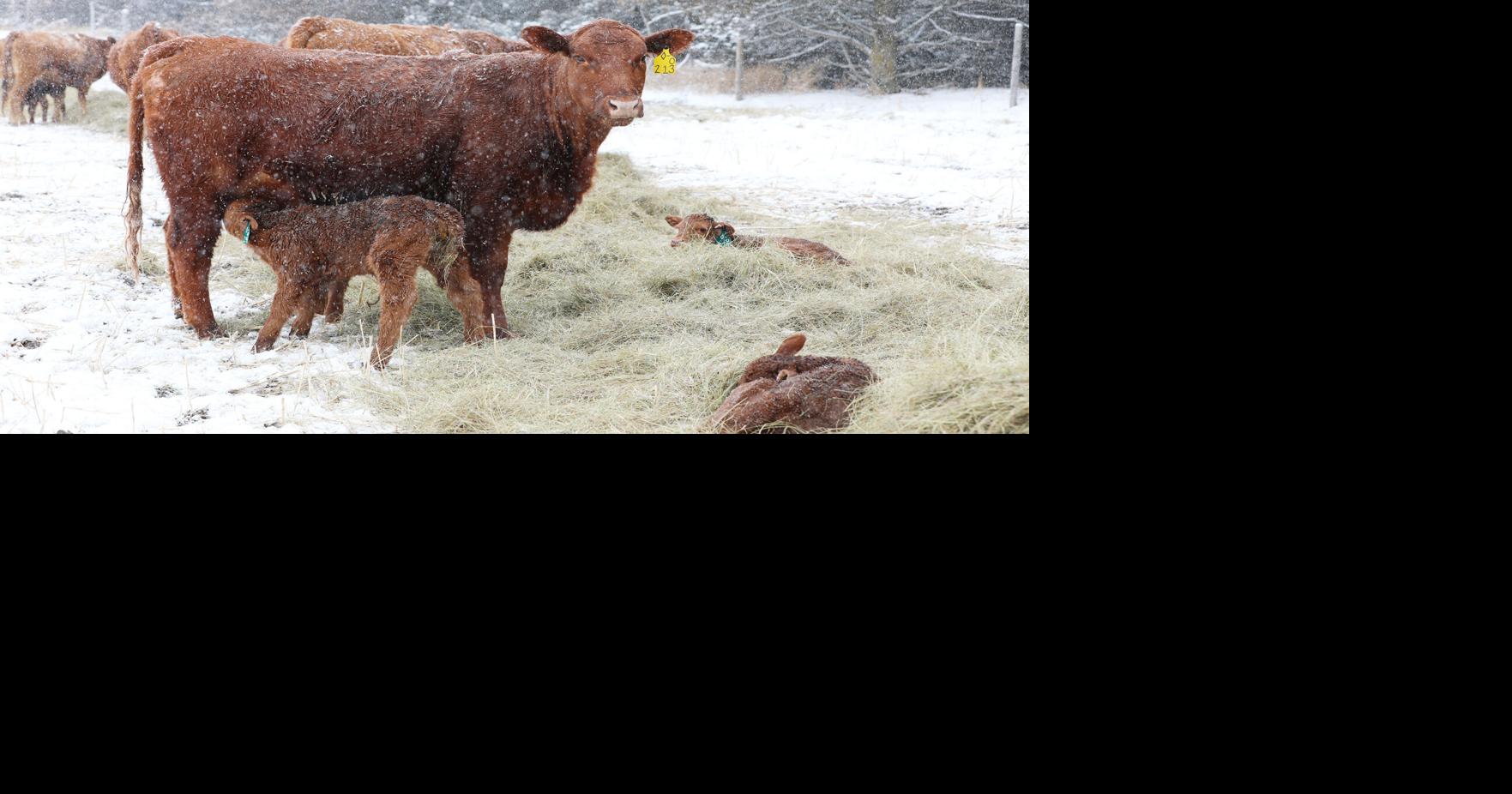 Newborn calf spring vaccinations in Nebraska