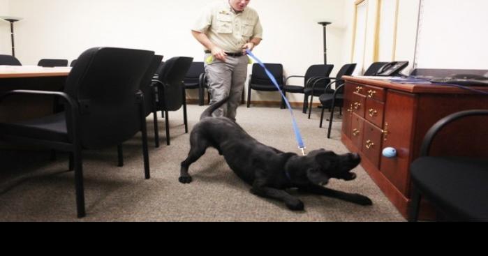 'Bugger Off' enlists dog to find bedbugs