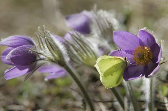 5 facts about South Dakota’s state flower
