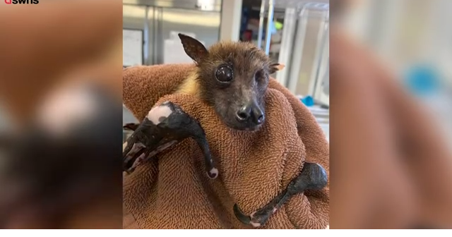 Meet the world's oldest bat who lives in Texas