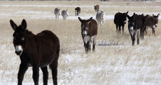 BLM announces 2016 wild horse and burro adoption schedule