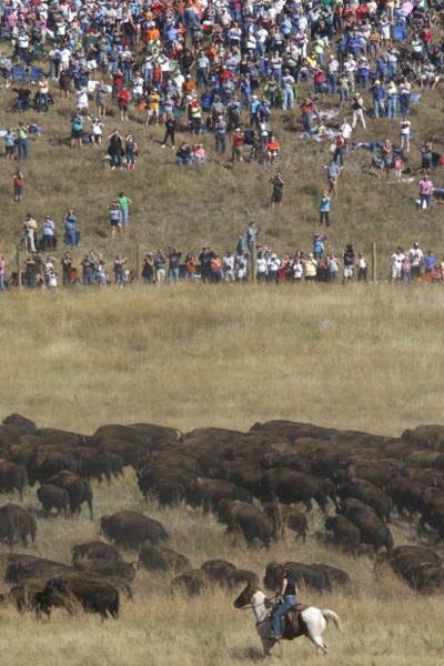 Photos: Custer State Park Buffalo Roundup