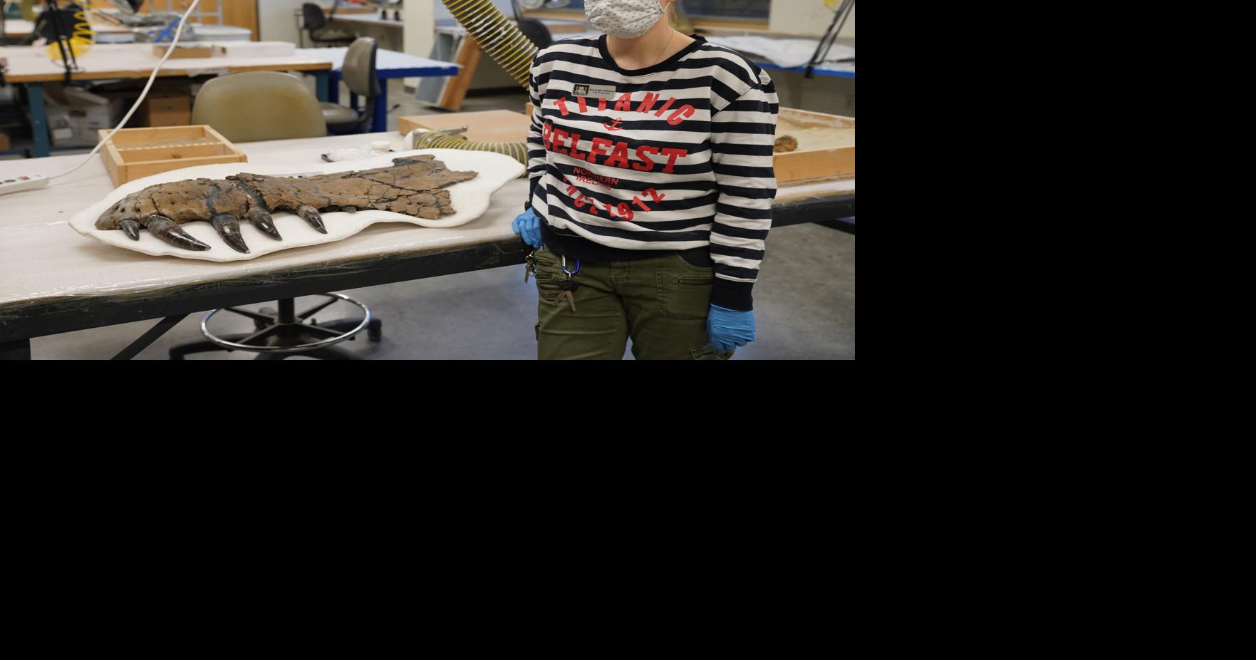 T. Rex fossil discovered near Mud Butte being restored at South Dakota ...
