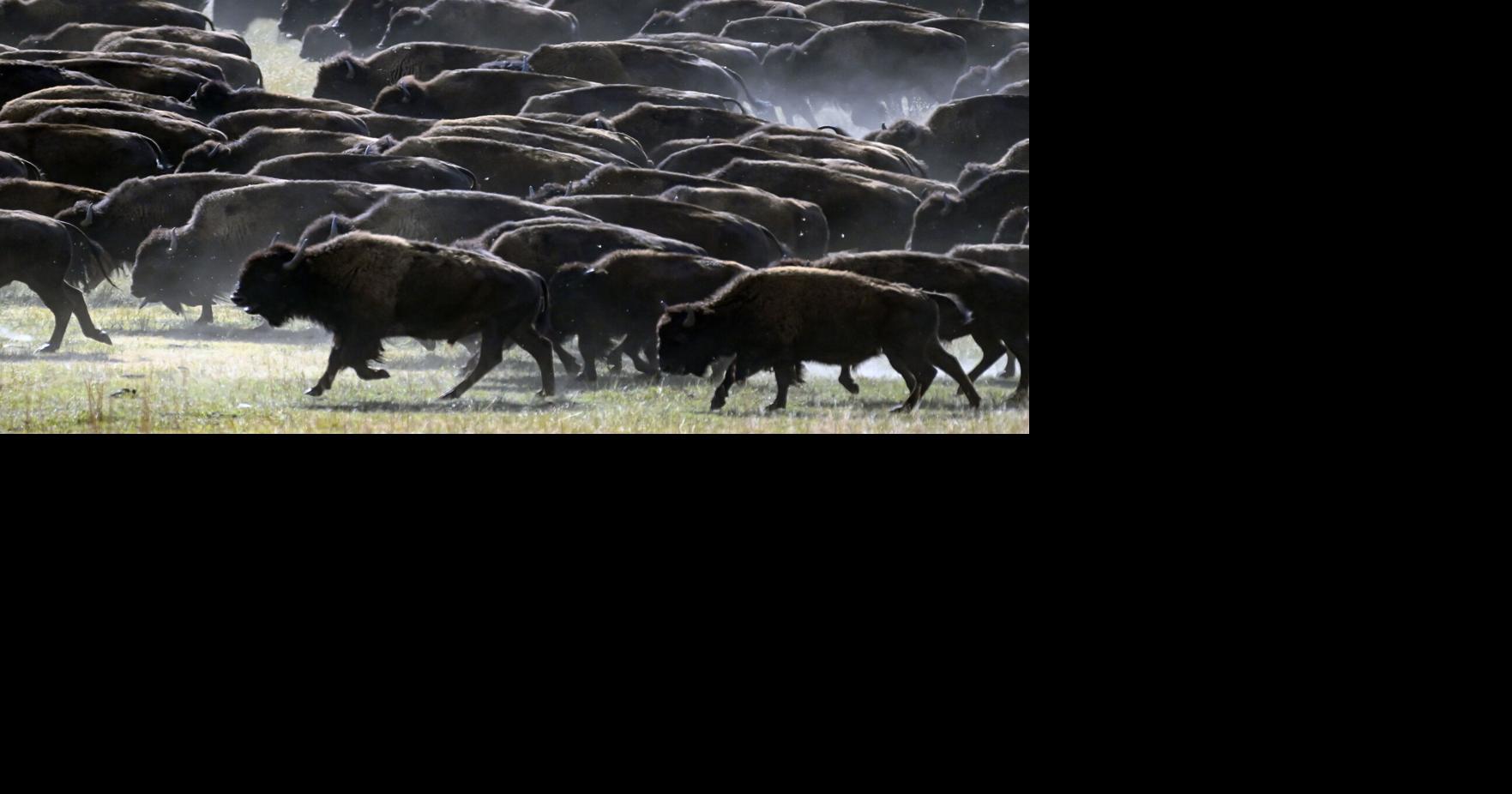 South Dakota GFP drops free Mother's and Father's day