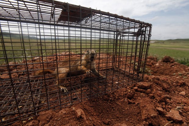 Prairie dogs vaccinated for sylvatic plague at Wind Cave National Park