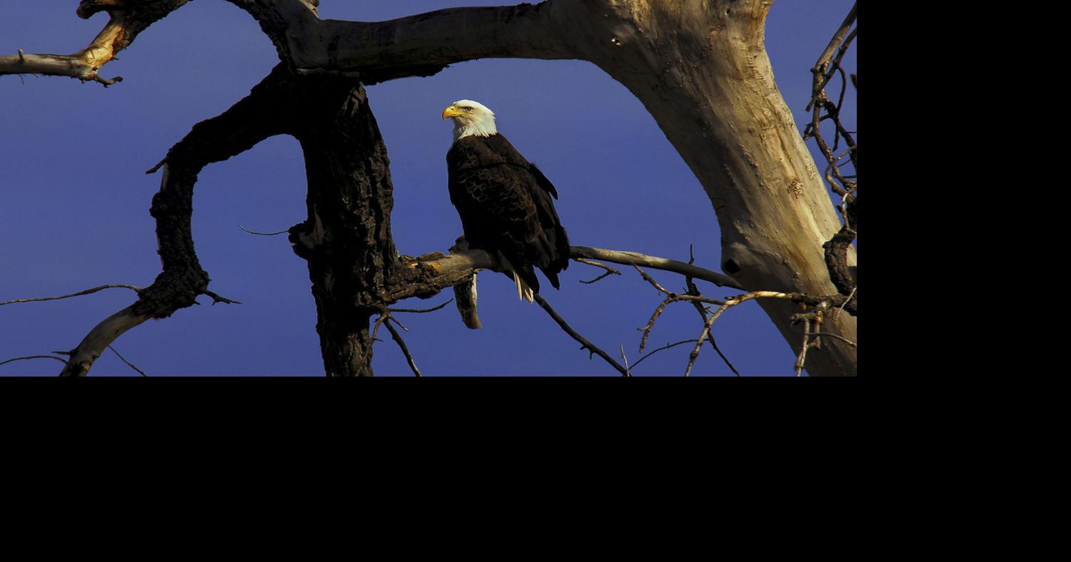 15 indicted for trafficking eagles, other migratory birds