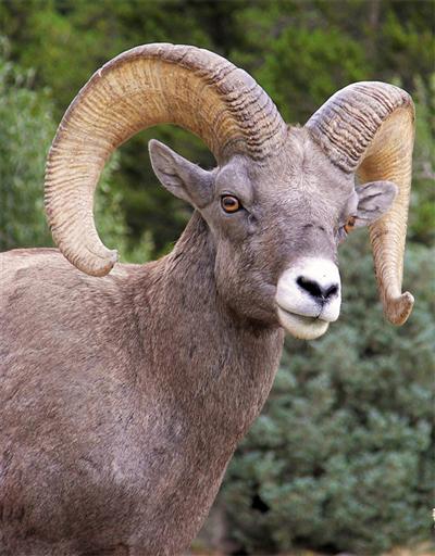Wyoming sheep known for butting vehicles at park dies | News ...