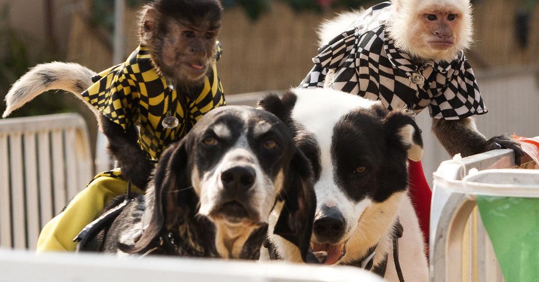 Capuchins race for glory at Central States Fair