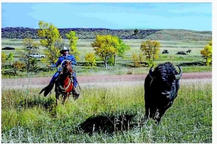 BISON TAKE CENTER STAGE AT CUSTER STATE PARK