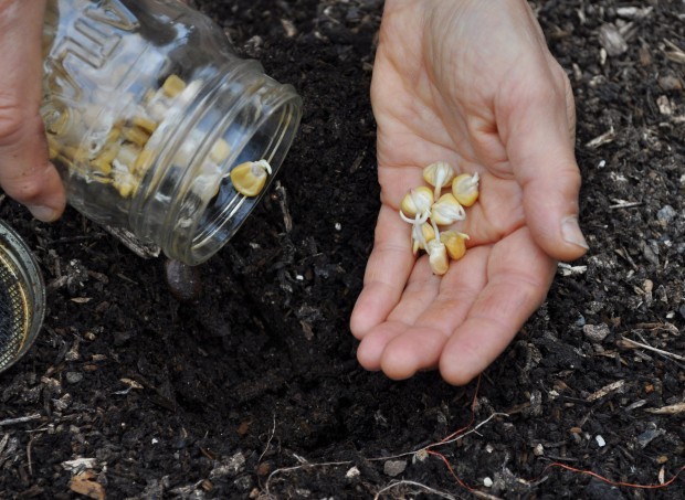When seeds need extra care, consider pre-sprouting
